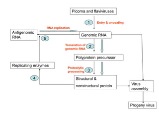 Replication of RNA viruses.ppt