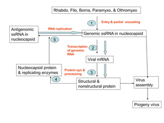 Replication of RNA viruses.ppt