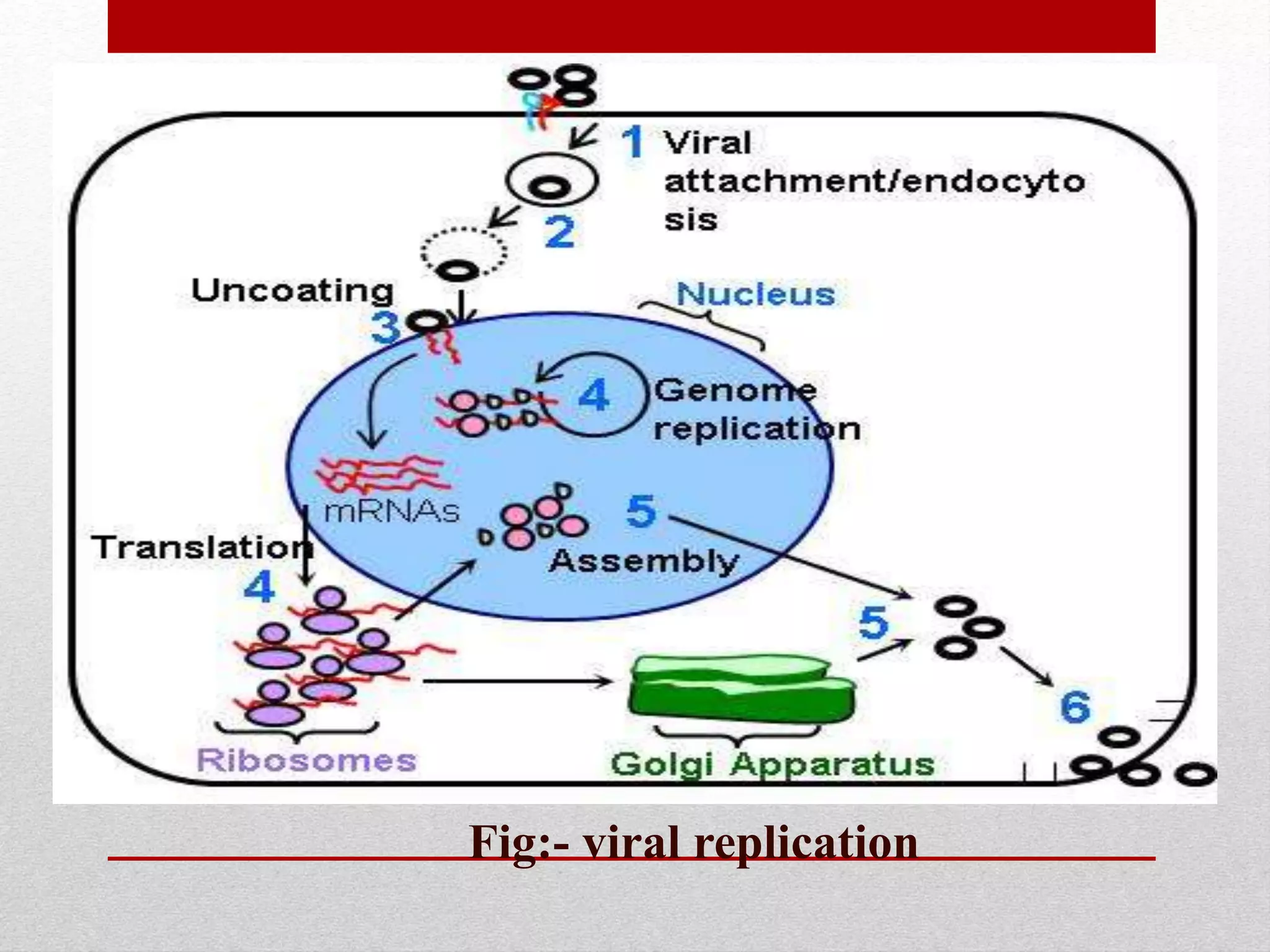 Replication of virus | PPTX