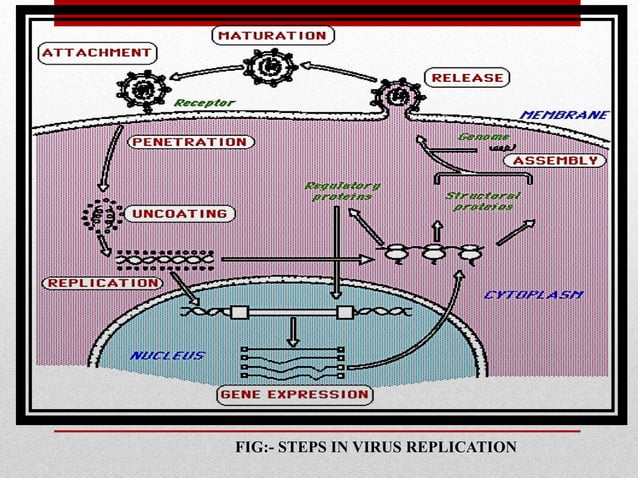 Replication of virus | PPTX