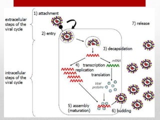 Replication of virus | PPTX
