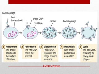 Replication of virus | PPTX