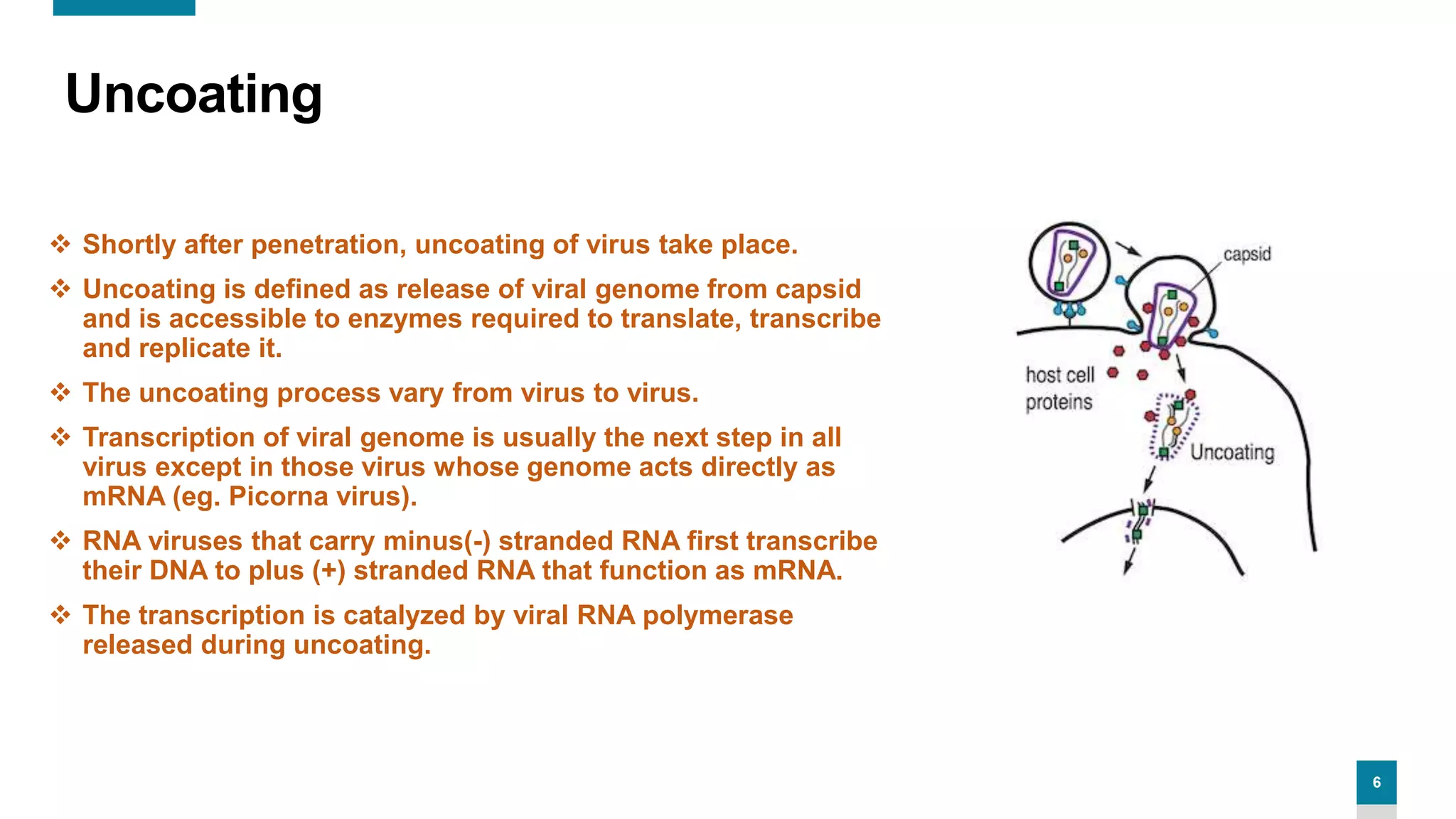 REPLICATION OF VIRUS | PPTX