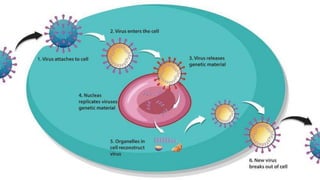 REPLICATION OF VIRUS | PPTX