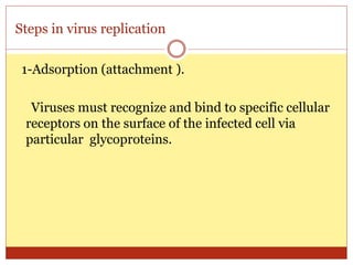 Replication of Virus.pptx