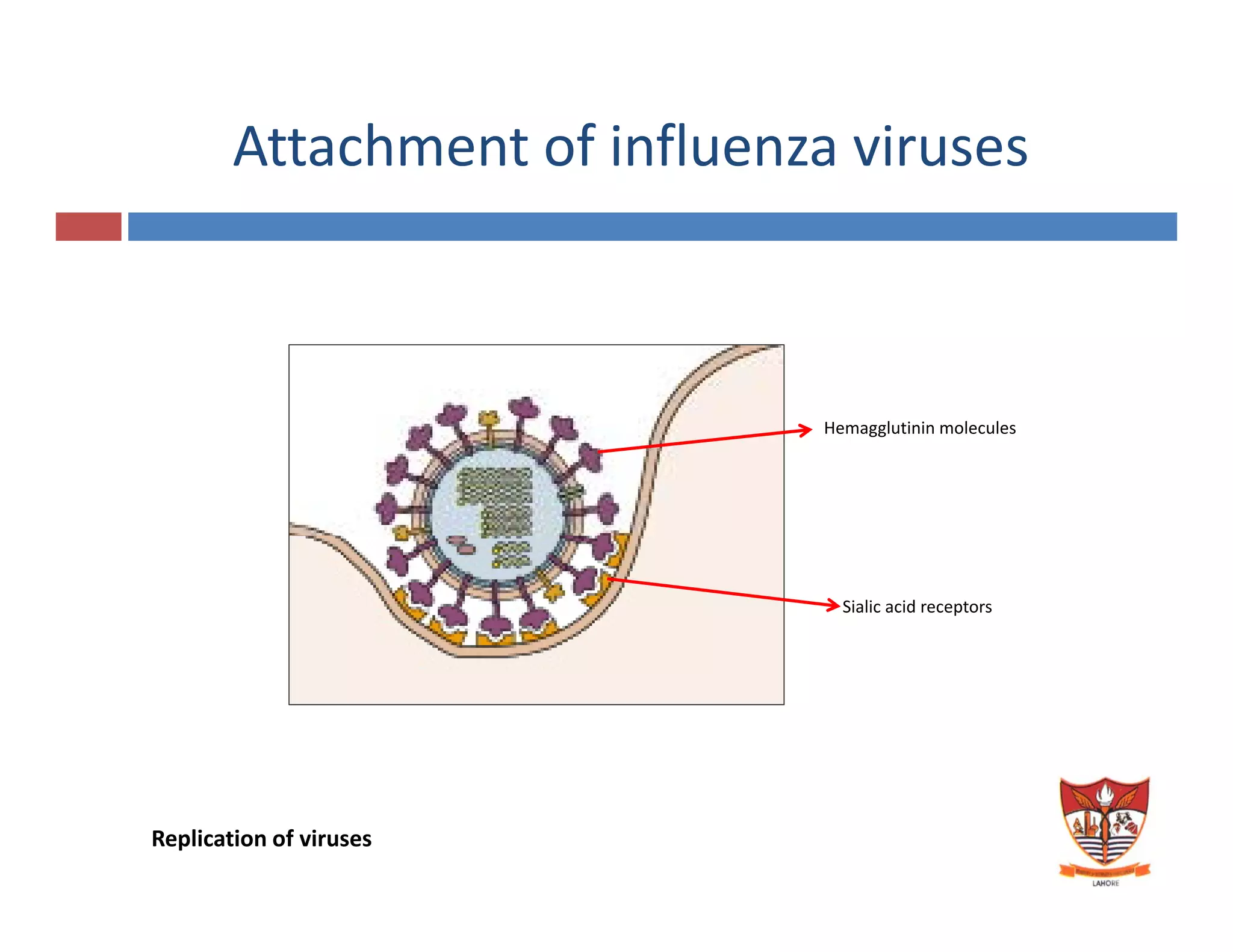 Replication of viruses | PDF