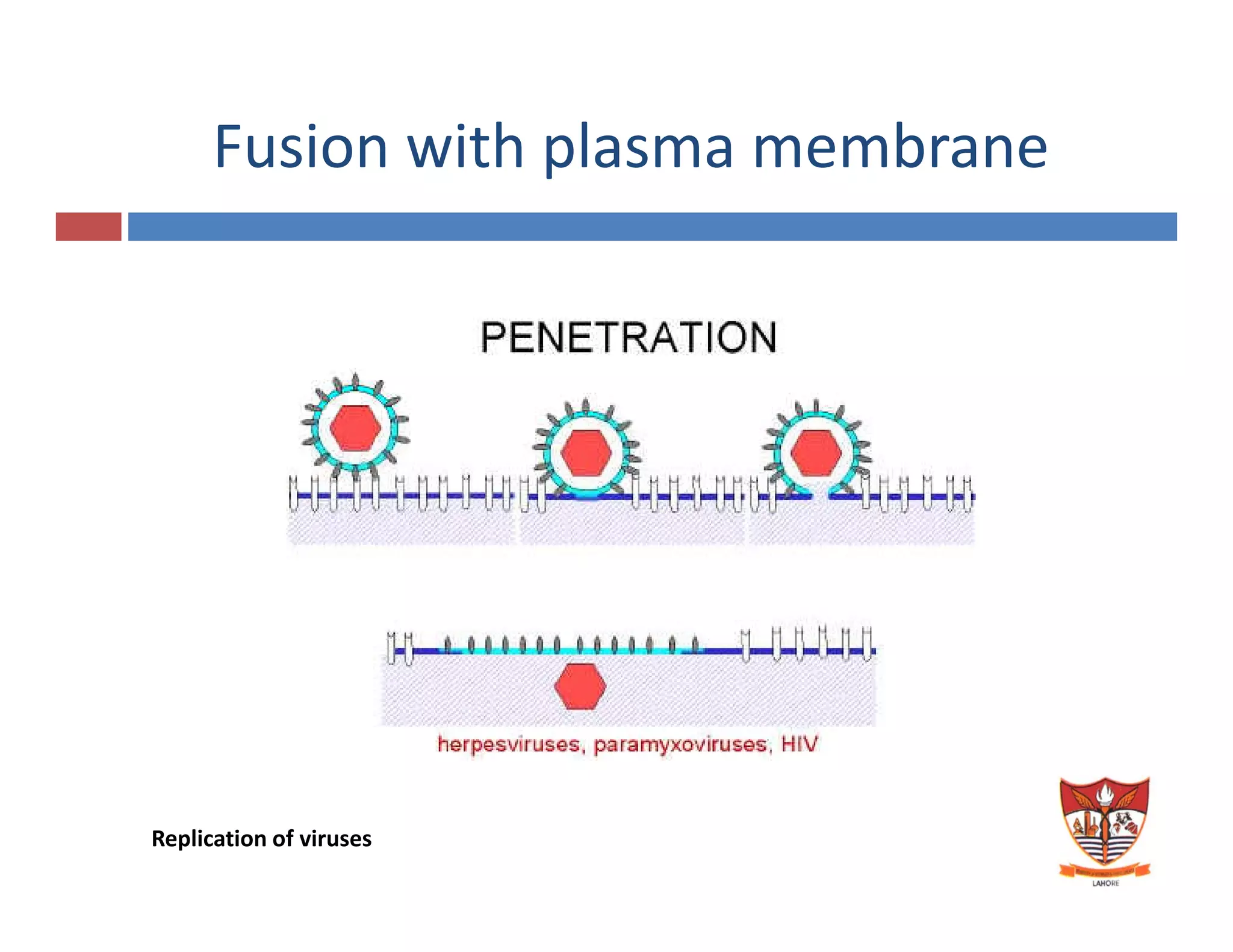 Replication of viruses | PDF