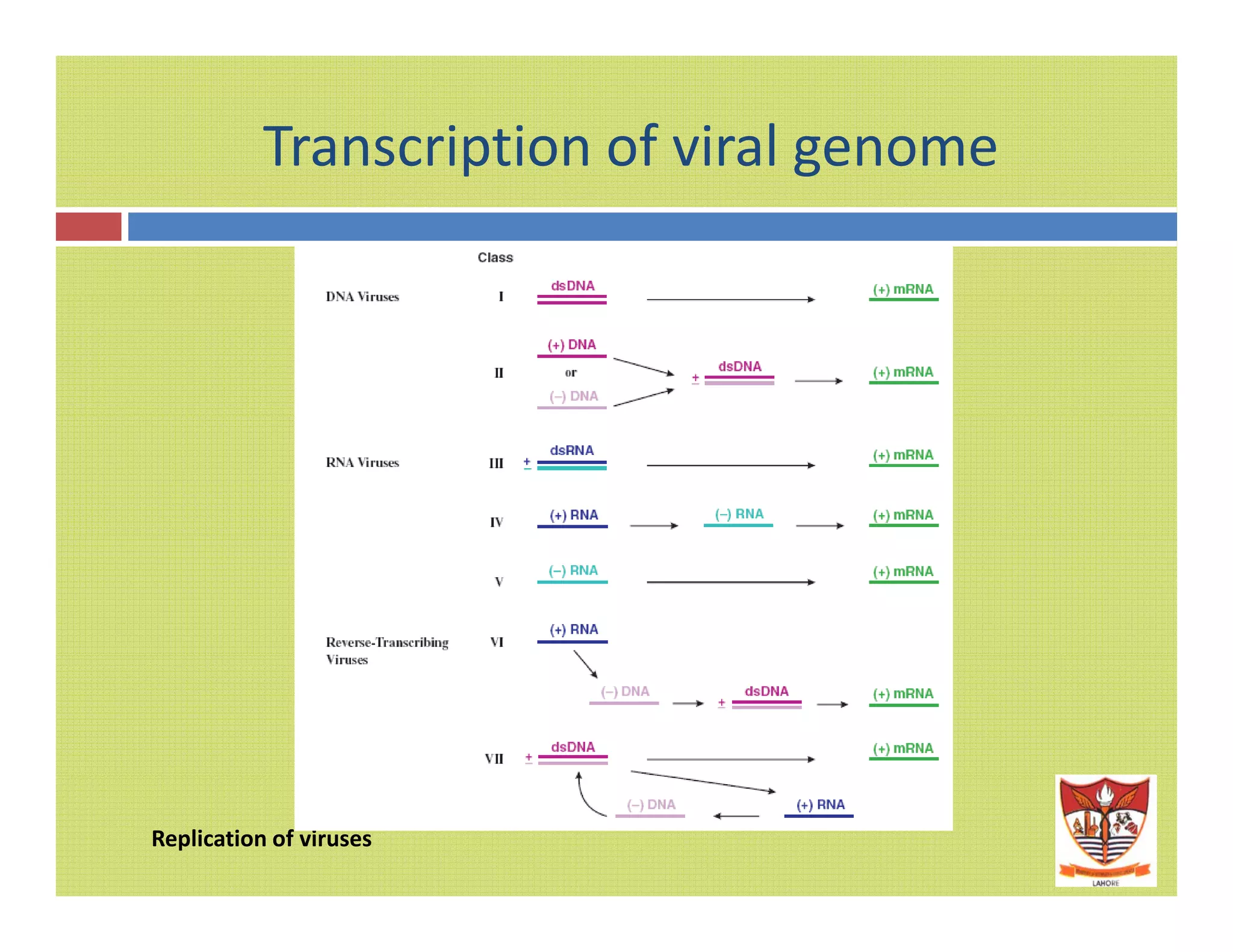 Replication of viruses | PDF