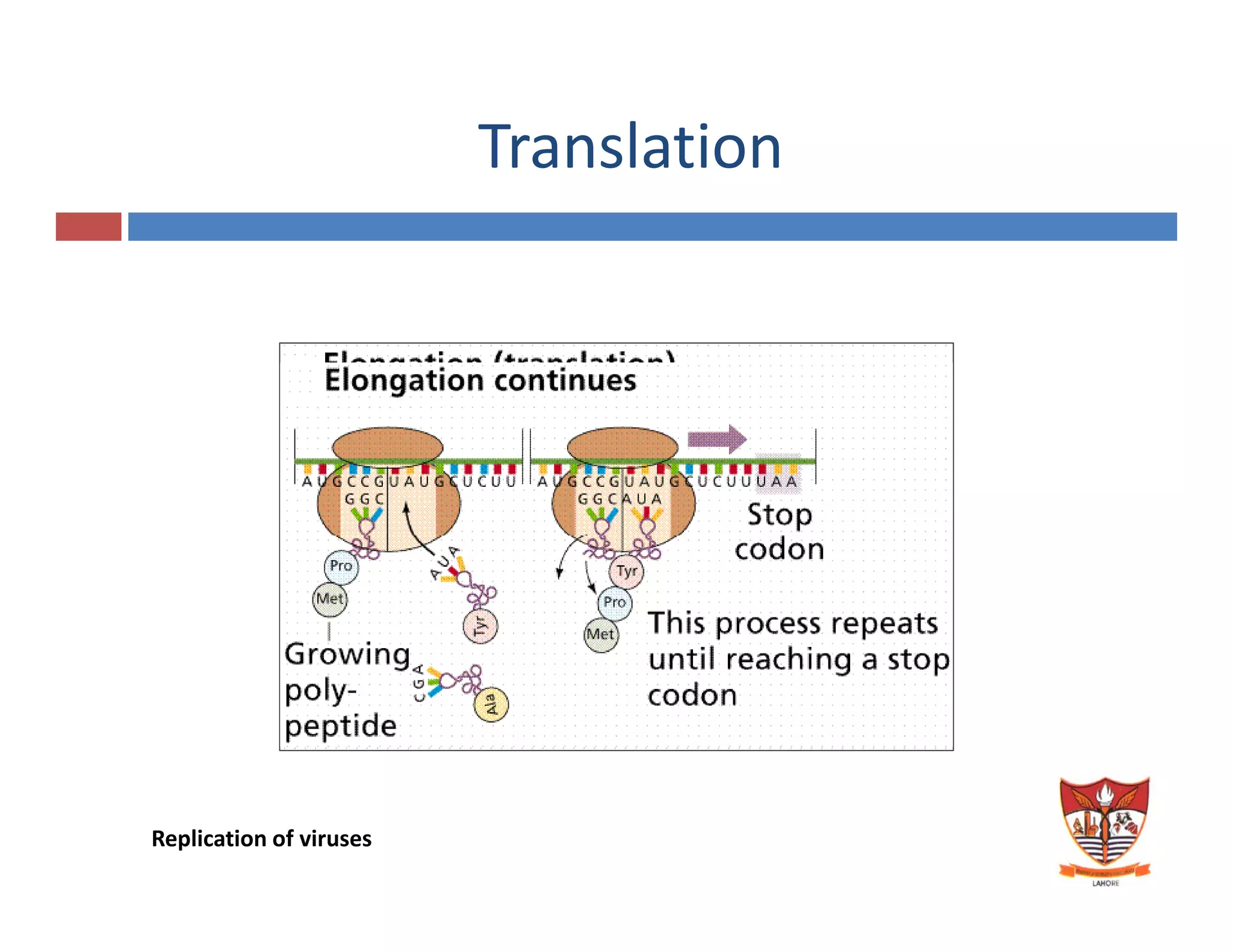 Replication of viruses | PDF