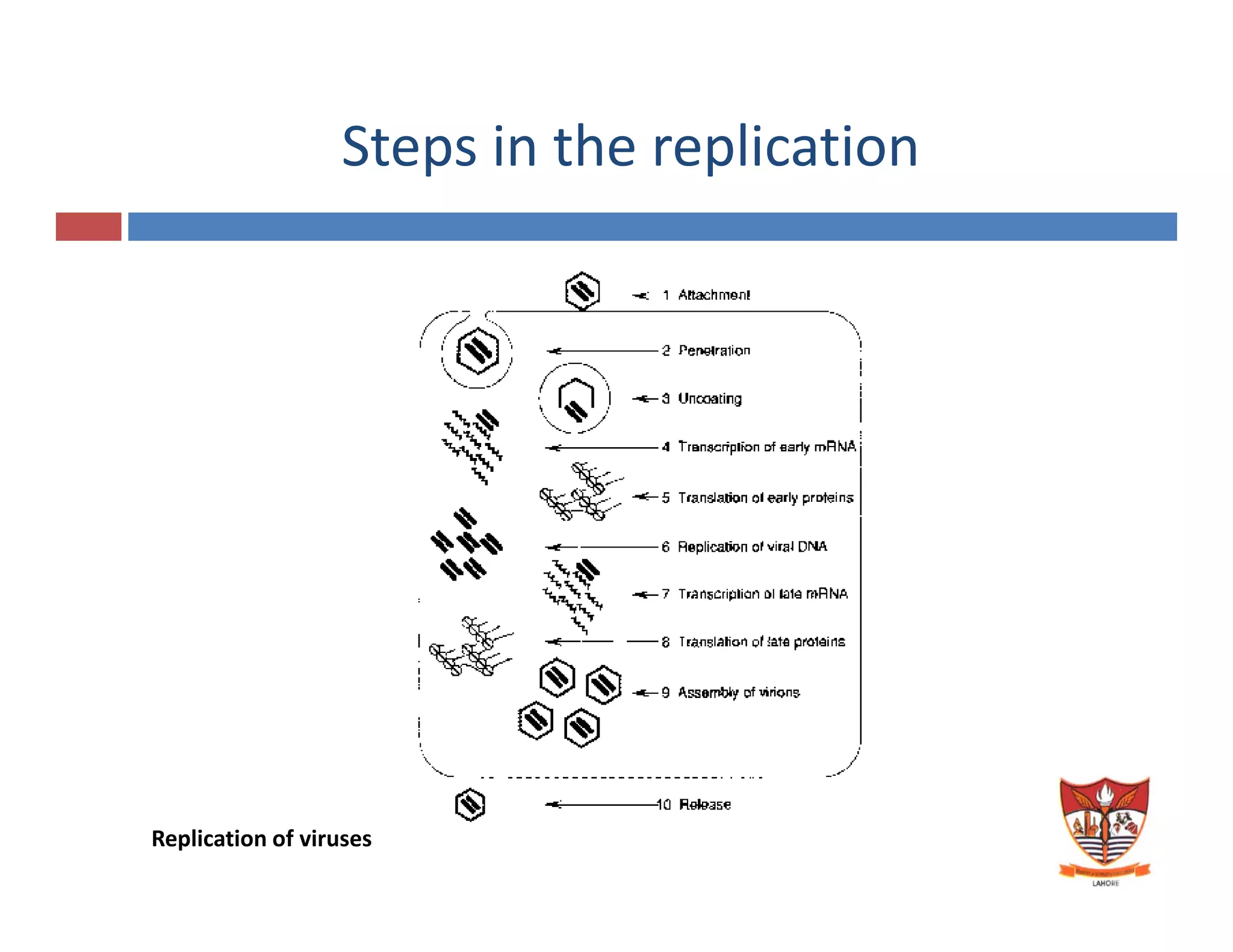 Replication of viruses | PDF