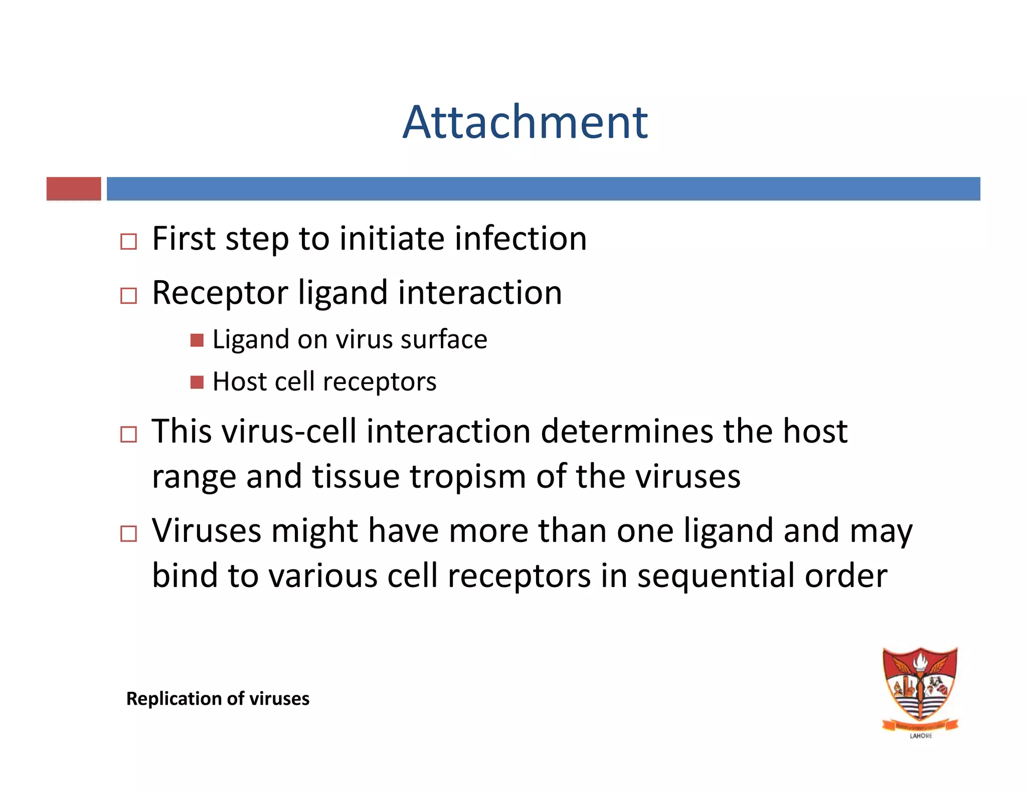 Replication of viruses | PDF