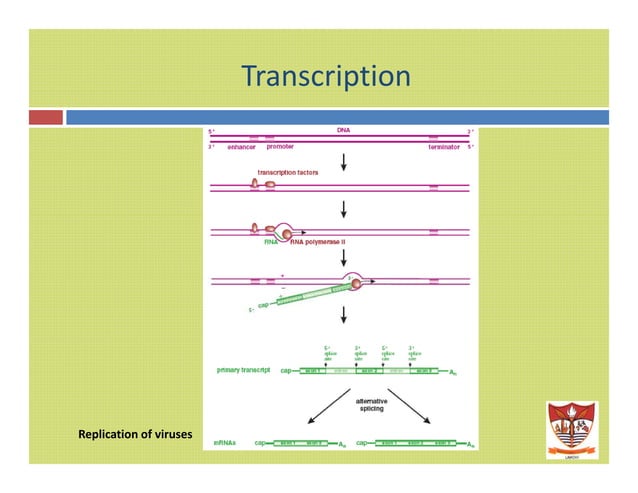 Replication of viruses | PDF | Biological Sciences | Science