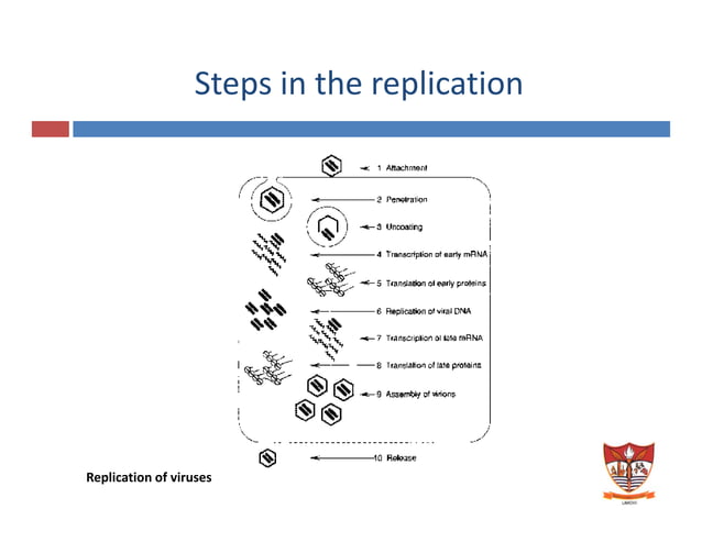 Replication of viruses | PDF | Biological Sciences | Science