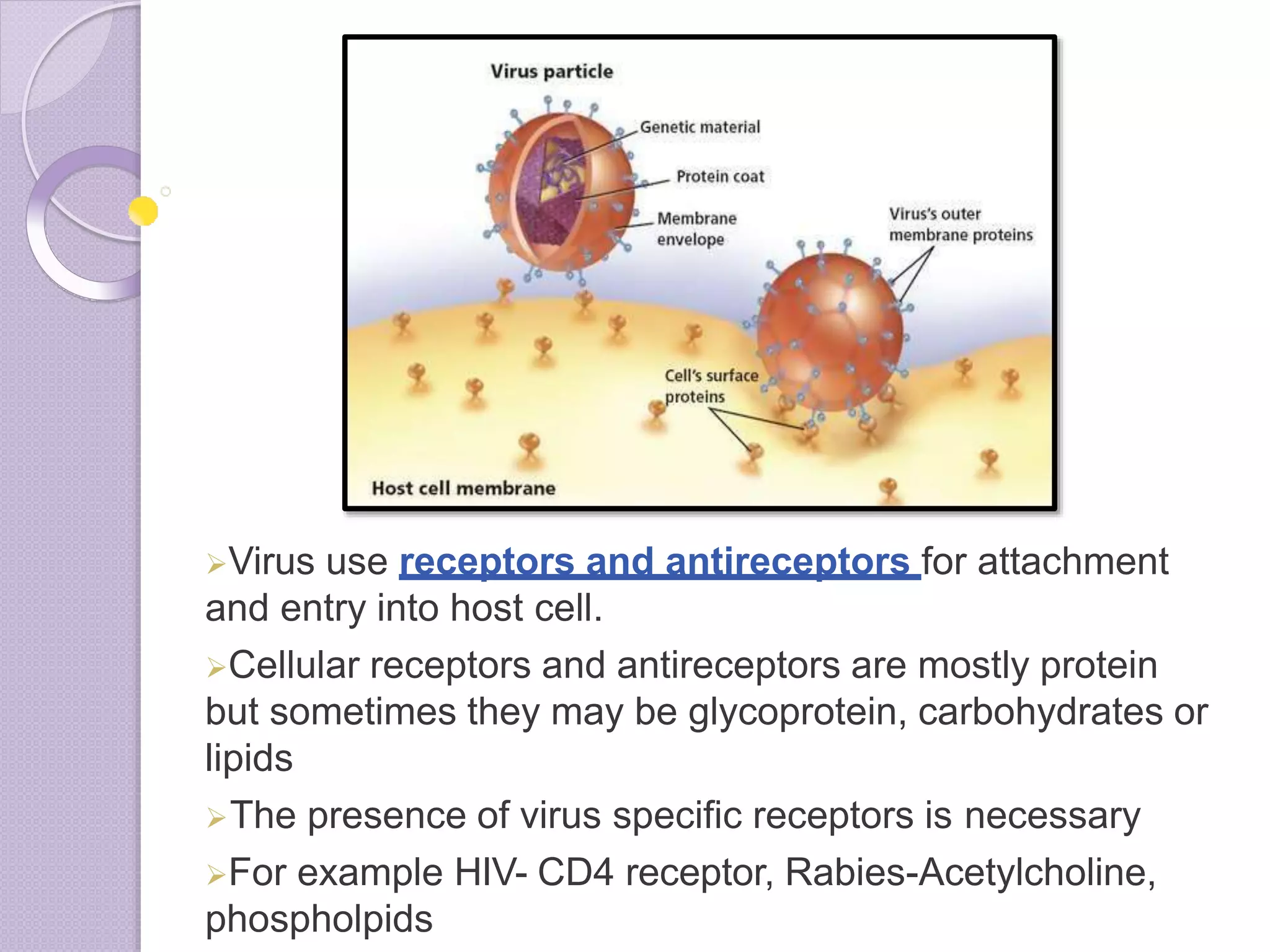 REPLICATION OF VIRUSES.pptx