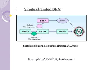 REPLICATION OF VIRUSES.pptx