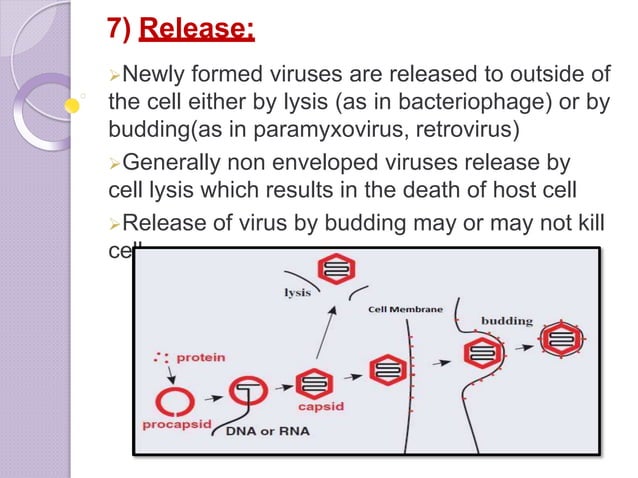 REPLICATION OF VIRUSES.pptx