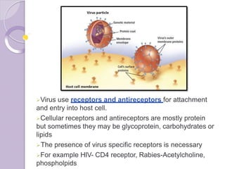 REPLICATION OF VIRUSES.pptx