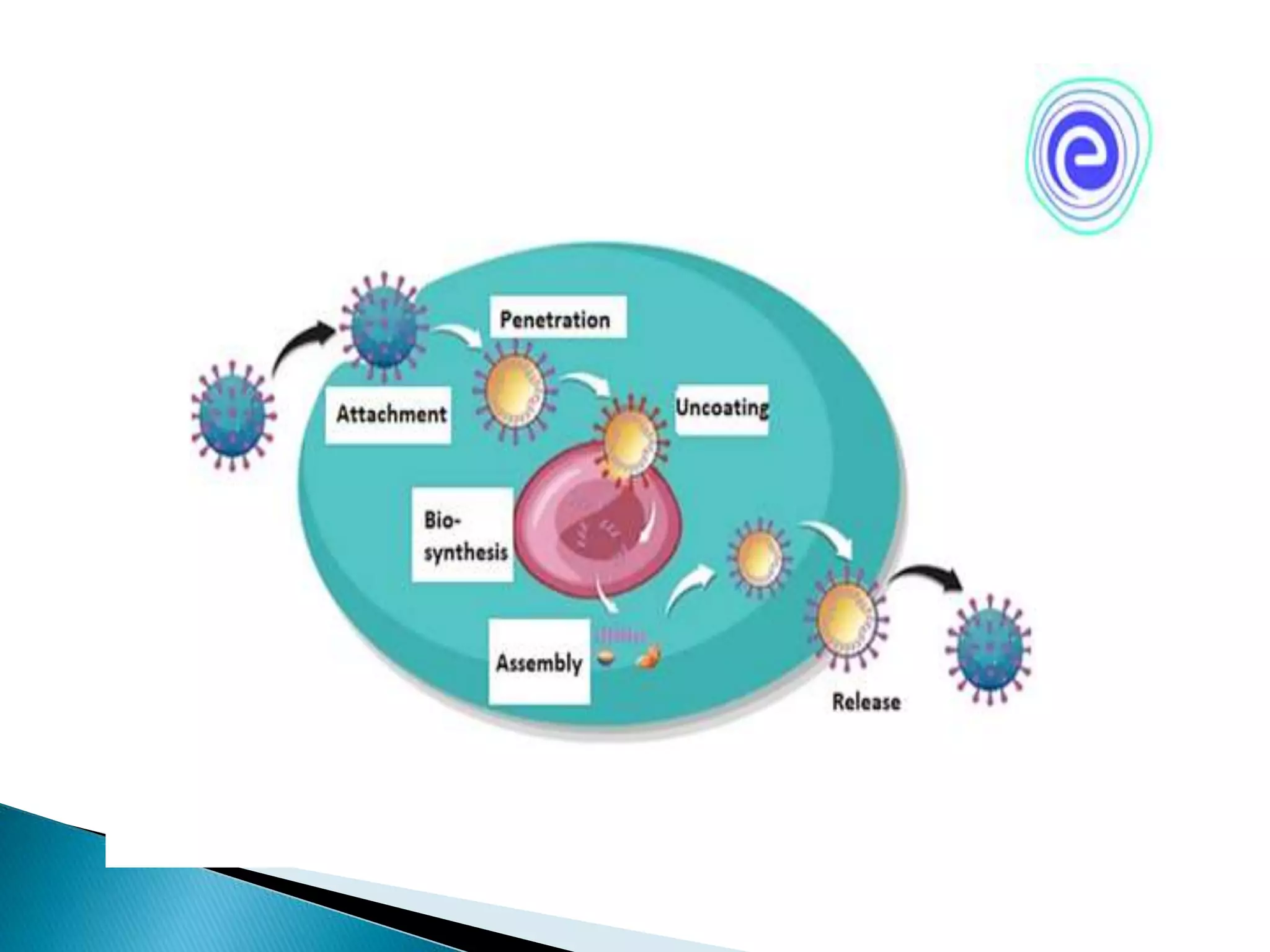 Replication of viruses 1.pptx