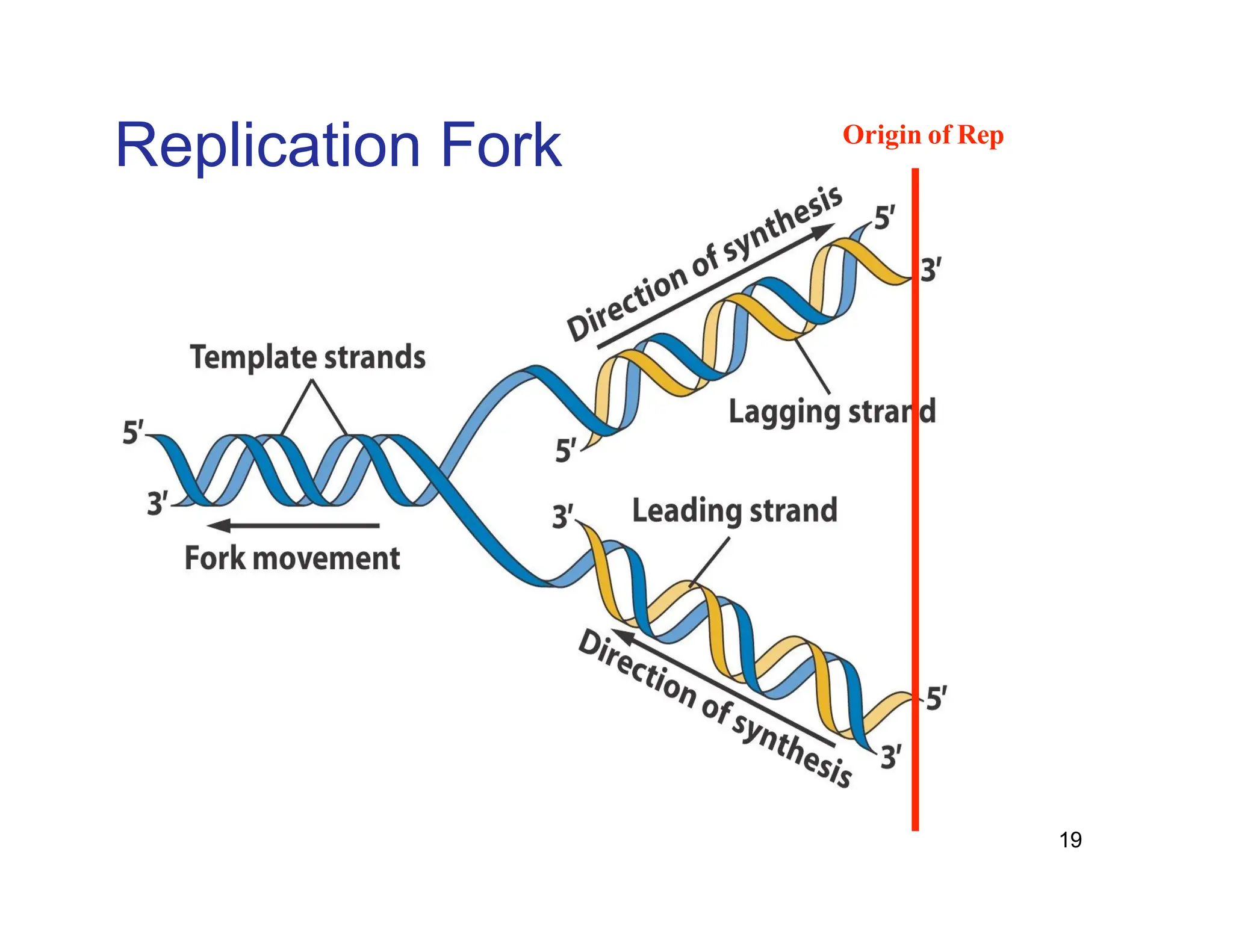 Replication Notes biology notes for easy | PPT