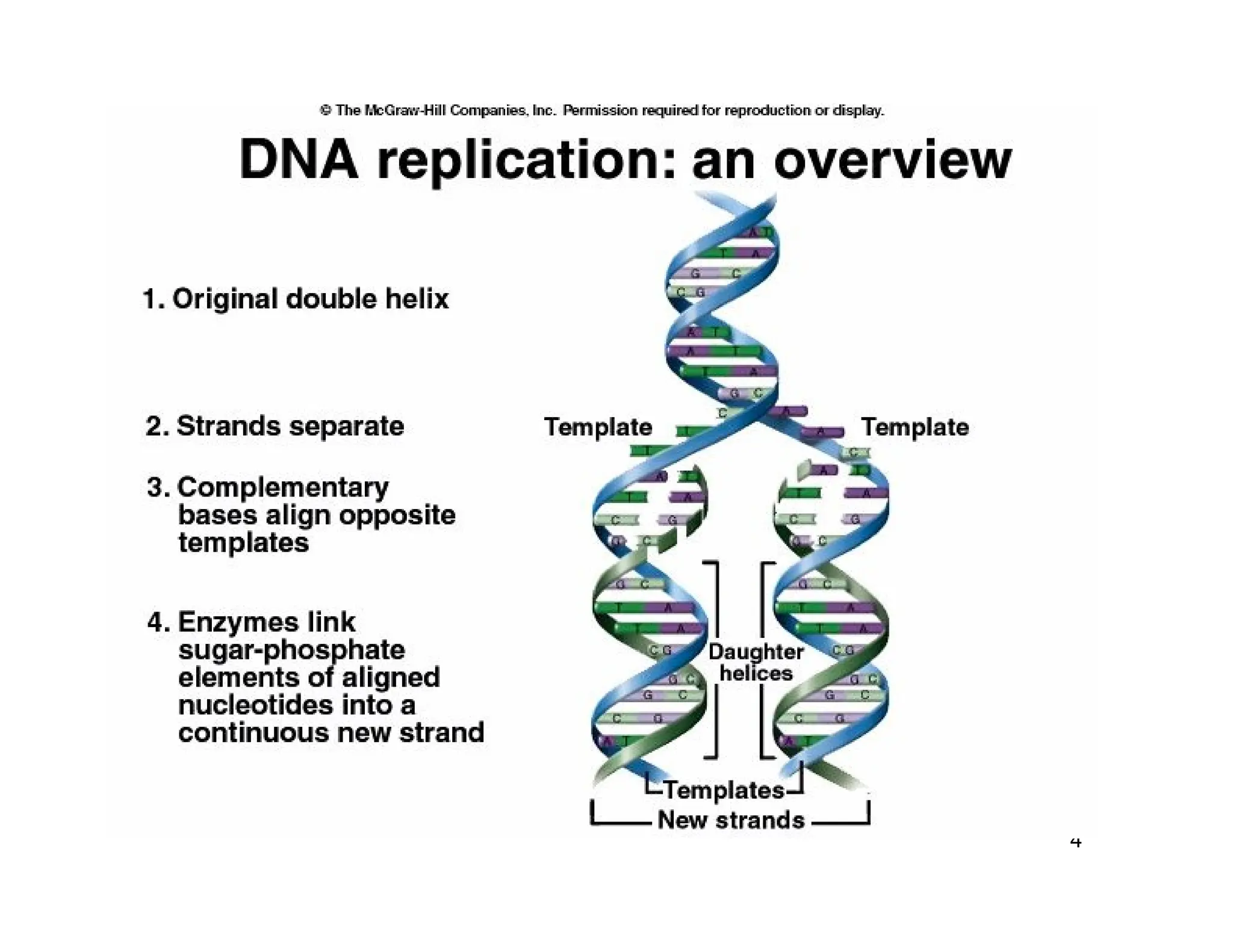 Replication Notes biology notes for easy | PPT