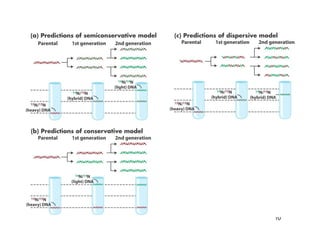 Replication Notes biology notes for easy | PPT