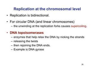 Replication Notes biology notes for easy | PDF