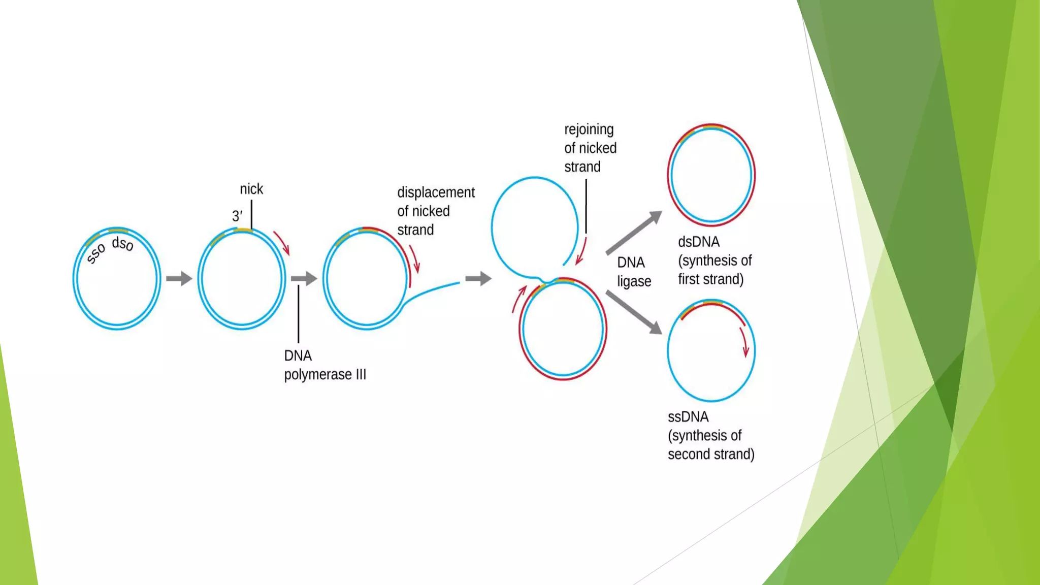 replication patterns | PPT