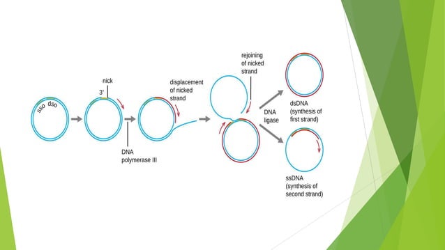 replication patterns | PPT