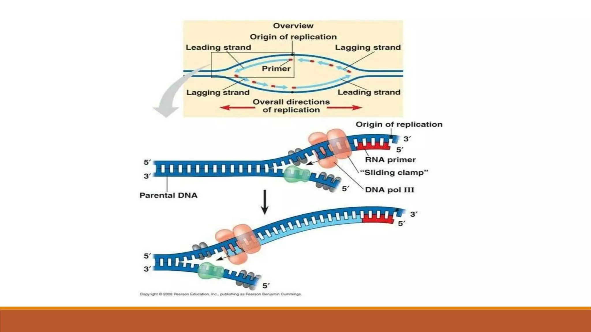 Prokaryotic Replication presentation | PPTX
