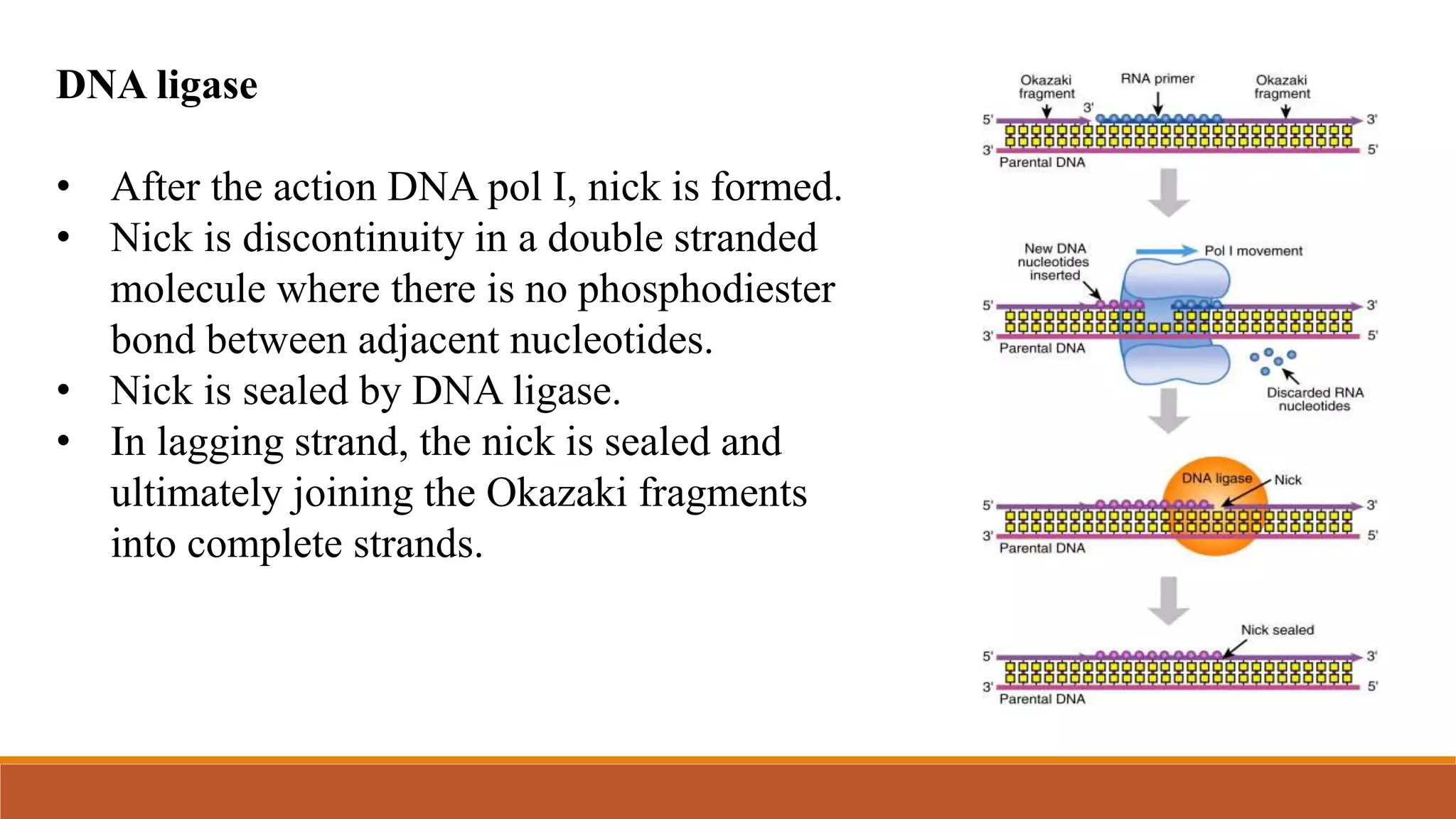 Prokaryotic Replication presentation | PPTX