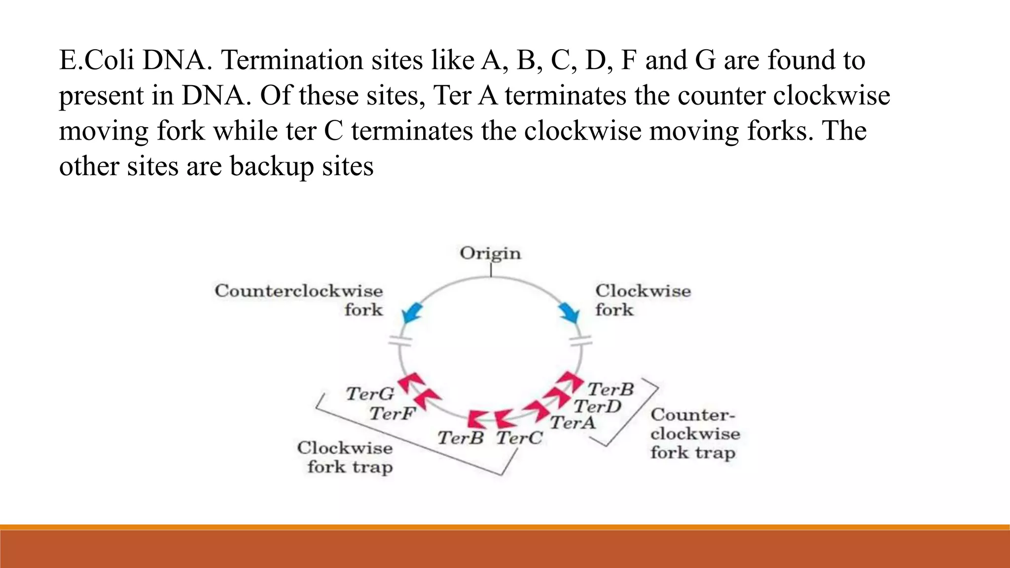 Prokaryotic Replication presentation | PPTX
