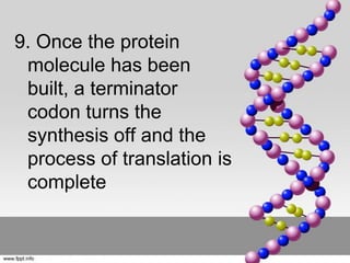 Replication & protein synthesis | PPT | Chemistry | Science