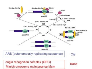 Replication & repair 504.pptx