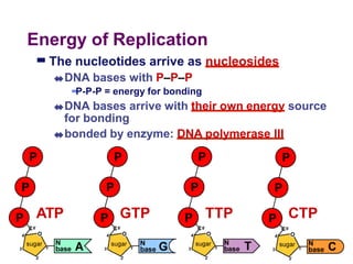 Replication & repair 504.pptx