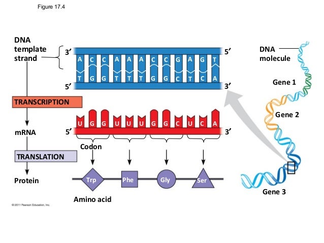 Replication Transcription Translation2012 Replication Transcription Translation2012
