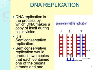Replication, transcription, translation and its regulation | PPTX