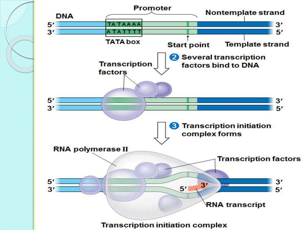 Replication Transcription Translation And Its Regulation