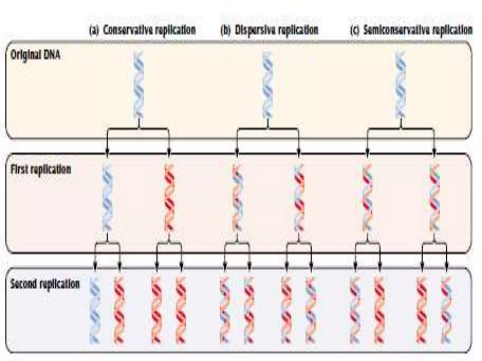 REPLICATION VS POLYMERASE CHAIN REACTION | PPTX