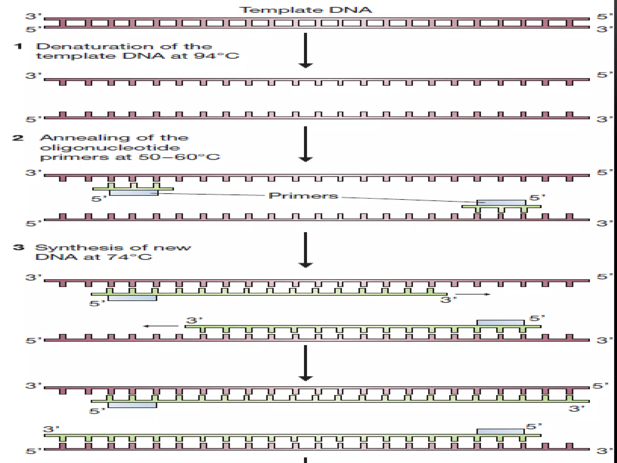 REPLICATION VS POLYMERASE CHAIN REACTION | PPTX