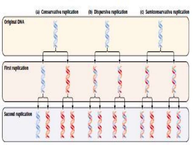 REPLICATION VS POLYMERASE CHAIN REACTION | PPT