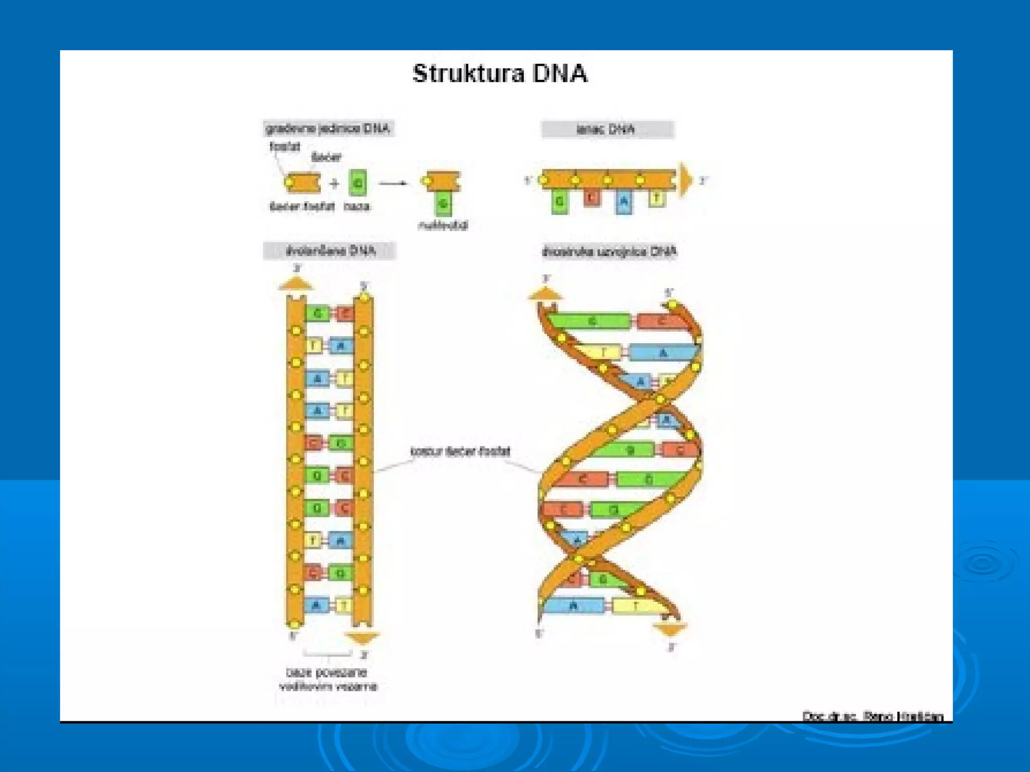 Replikacija DNA | PPT