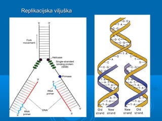 Replikacija DNA | PPT