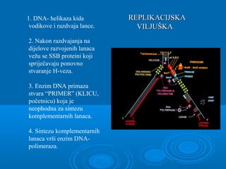 Replikacija DNA | PPT