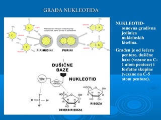Replikacija DNA | PPT