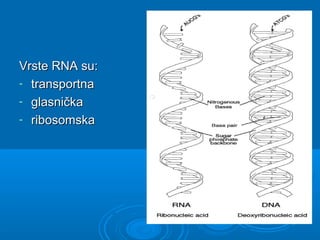 Replikacija DNA | PPT
