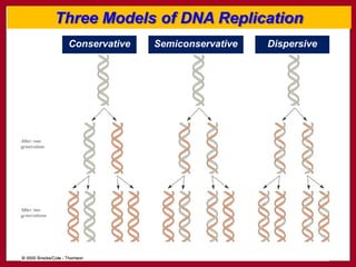 Replikasi DNA prokariotik biologi osn.ppt