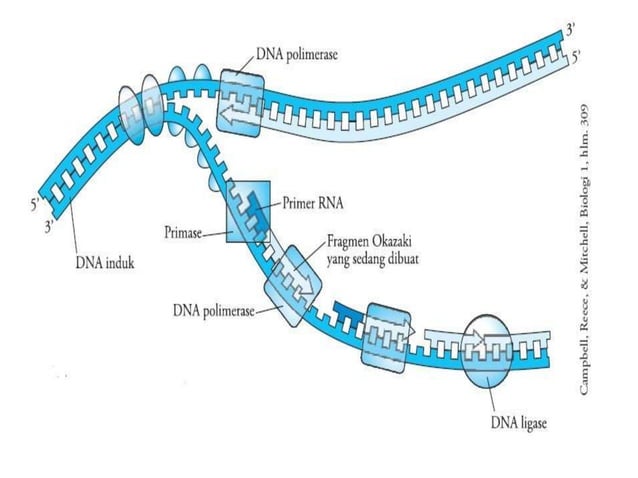 Replikasi dna | PPTX