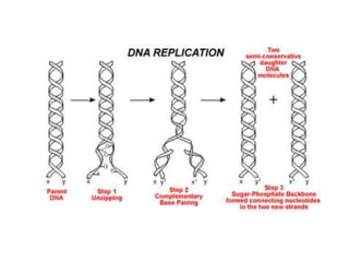Replikasi dna | PPTX