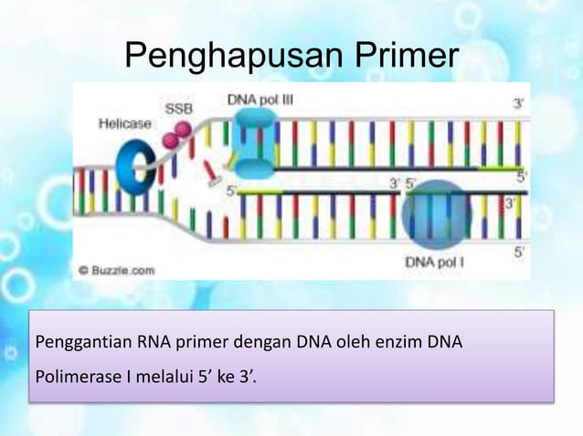 Replikasi DNA | PPT