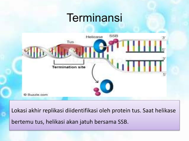 Replikasi DNA | PPT